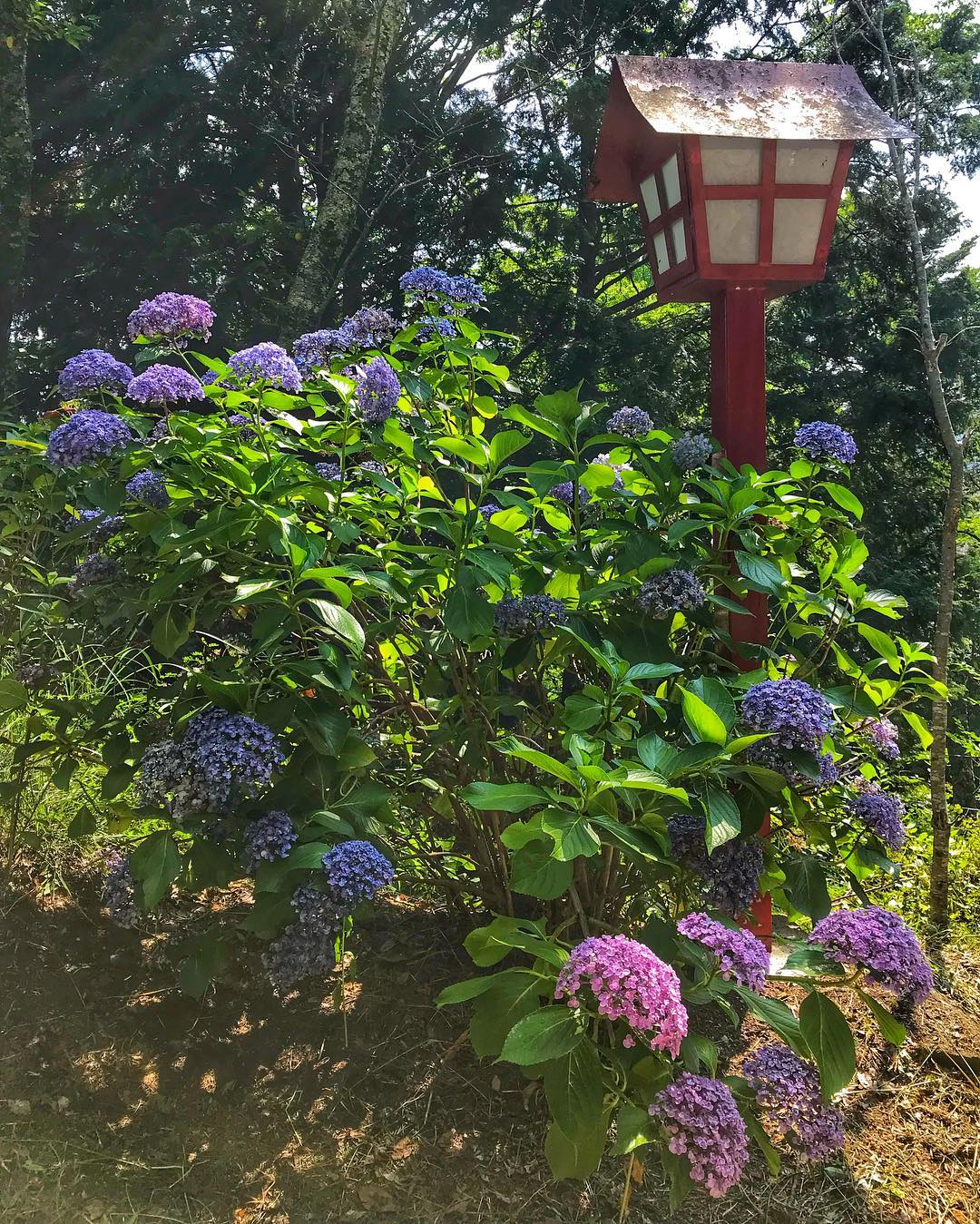 ️Hydrangeas️ 24/07/18, Shimoyoshida Station, ???????? . . . . #iamtb # ...