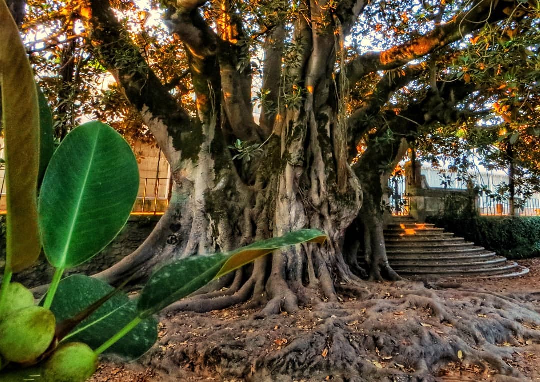 Moreton Bay fig (Australian banyan) one of the beautiful and biggest ...