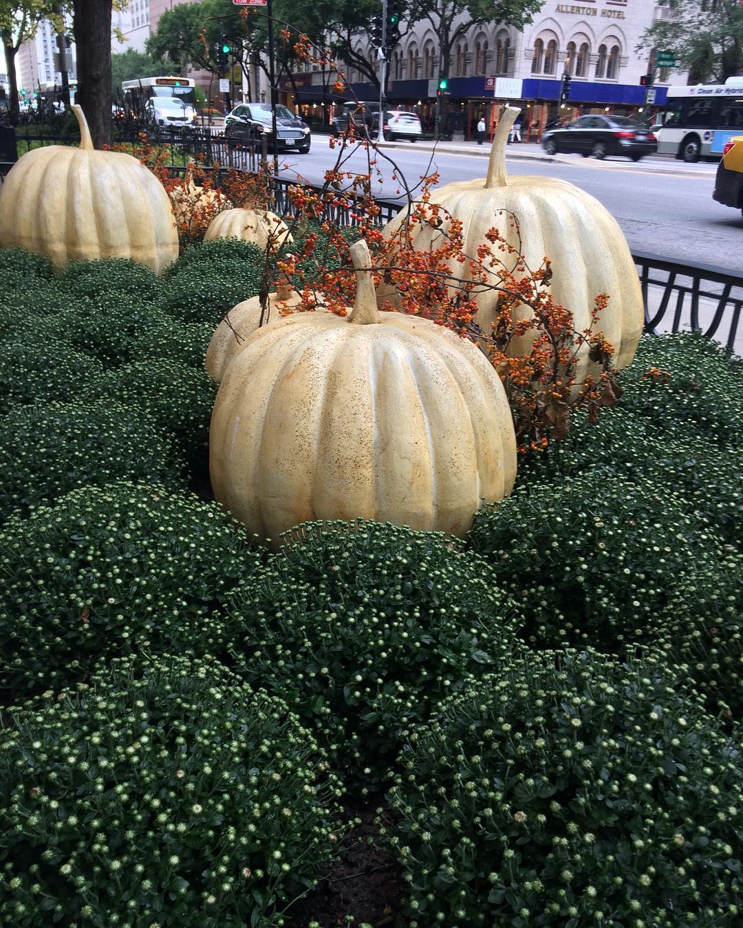 Pumpkin season. #chicago #magnificentmile #pumpkin #iamtb #bnesimppl ...