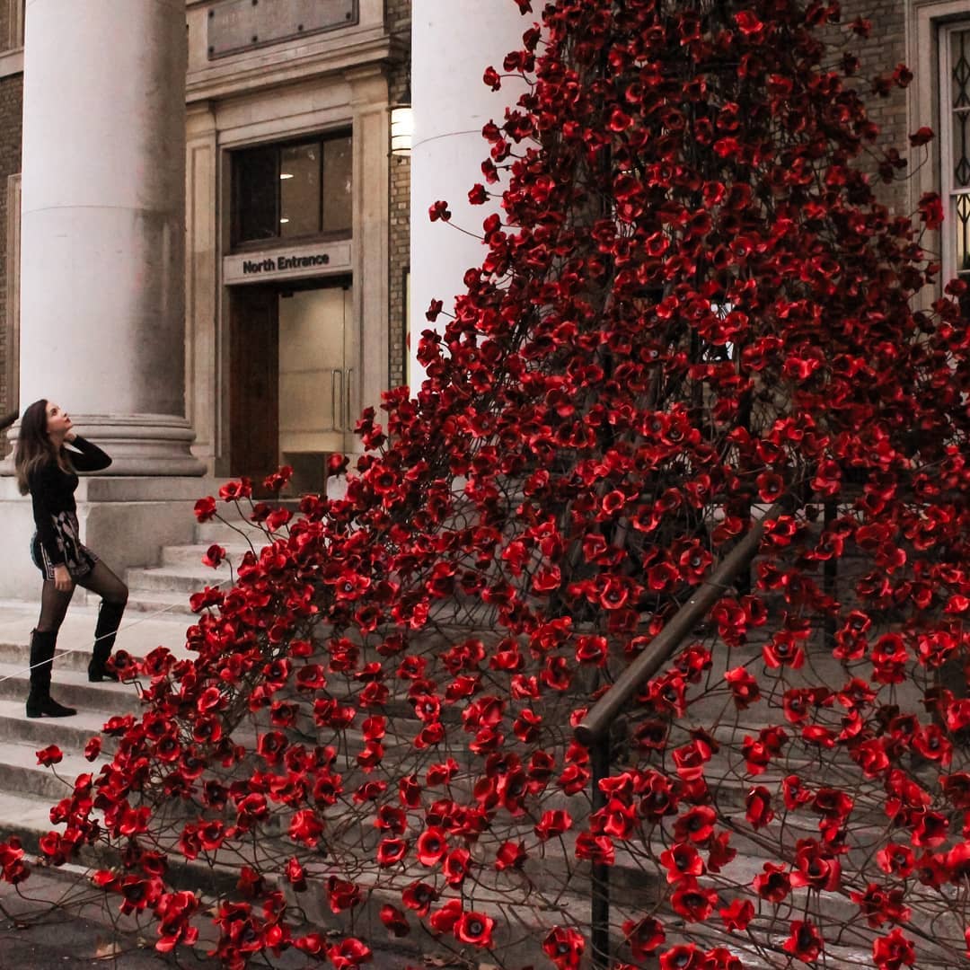 Have you ever seen a waterfall of poppies? So beautiful wish I could ...