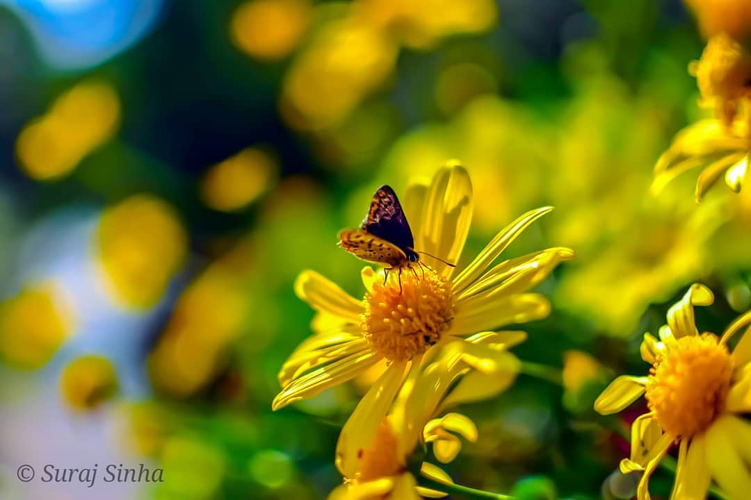 The butterfly is a flying flower, The flower a tethered butterfly. # ...