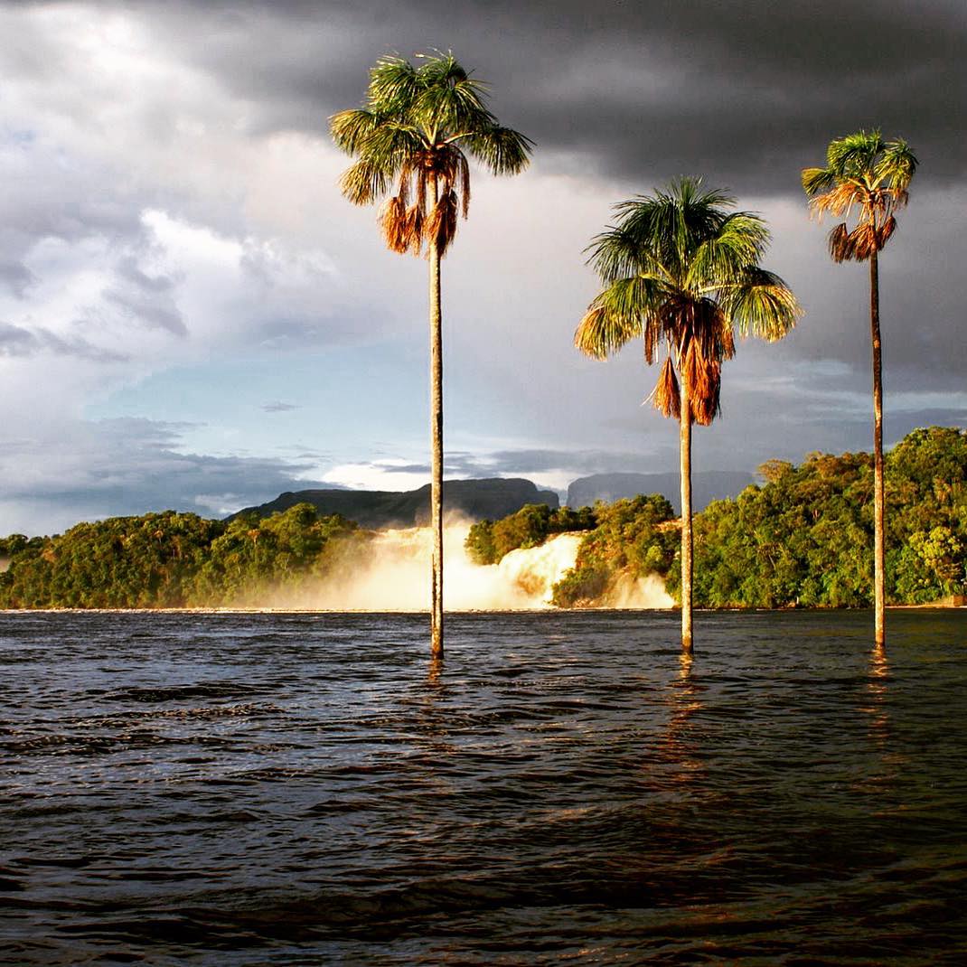 Palms in the Canaima lake, waterfalls day tepuy in the background # ...