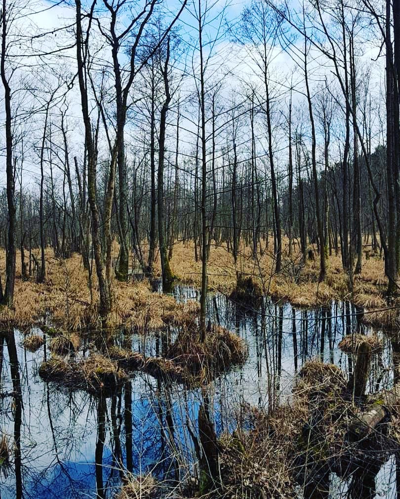Campinos National Park in Poland / bagna w Kampinoskim Parku Narodowym ...