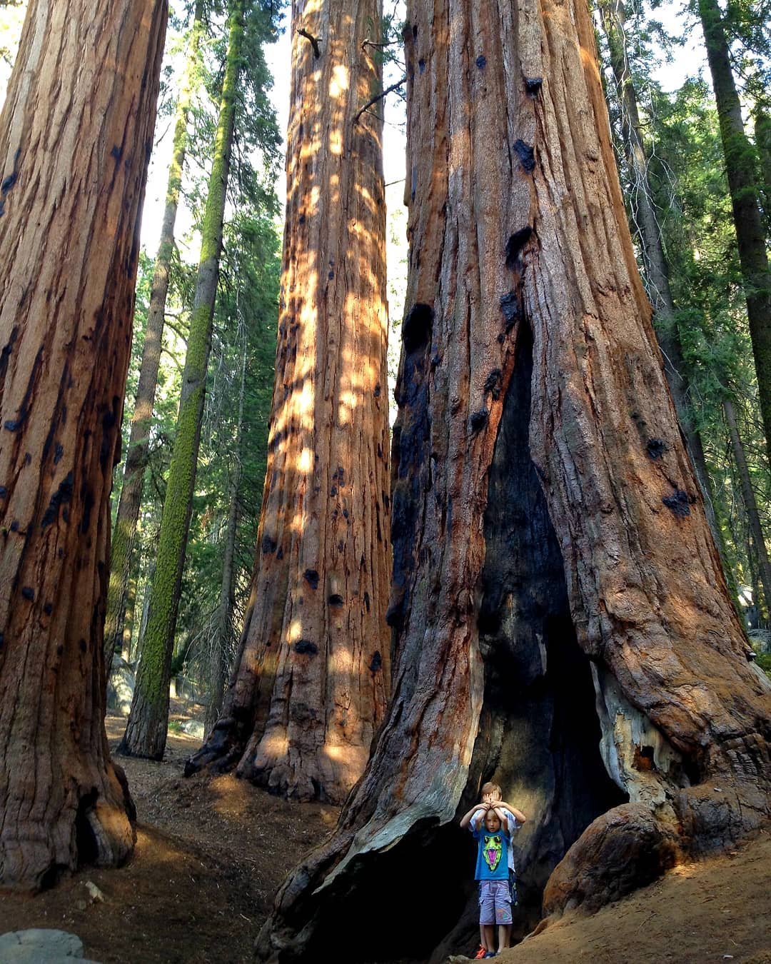 The kids under the huge sequoia tree in Sequoia National Park in ...