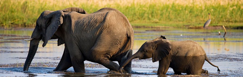 International SIM - How to find the best safari destination in South Africa