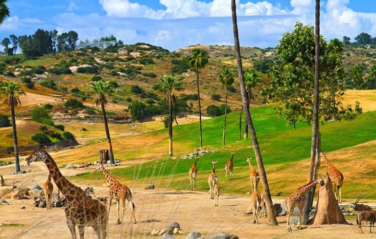A Zoo Safari Adventure for All Ages: Roar & Explore - BNESIM
